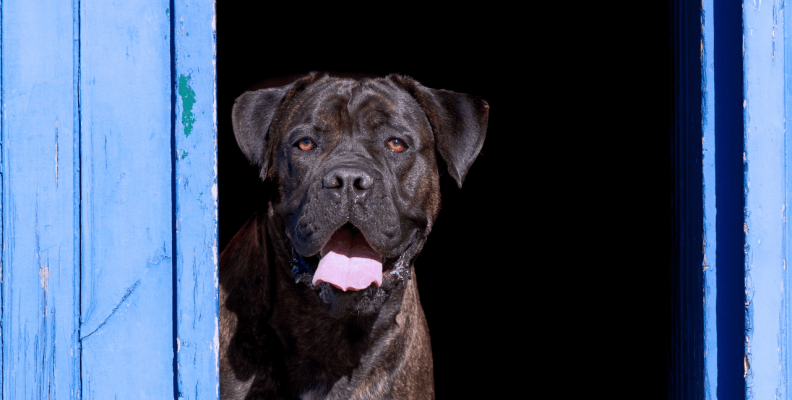 Nowość: Pakiety badań genetycznych dla ras Australian Kelpie i Italian ...